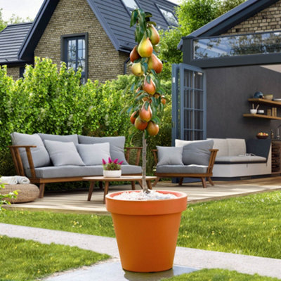 Pear Decora Columnar Bare Root Tree Supplied as a potted tree in a 5 ...