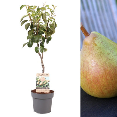 Pear Fruit Tree Doyenne du Comice in 4L Pot - Approx. 90cm Tall - Hardy ...