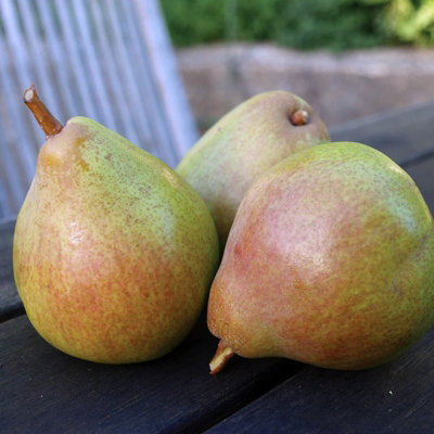 Pear Fruit Tree Doyenne du Comice in 4L Pot - Approx. 90cm Tall - Hardy ...