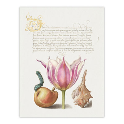 Pear Pink Tulip and Seashell Calligraphy Wall Art Poster Print 12X16"