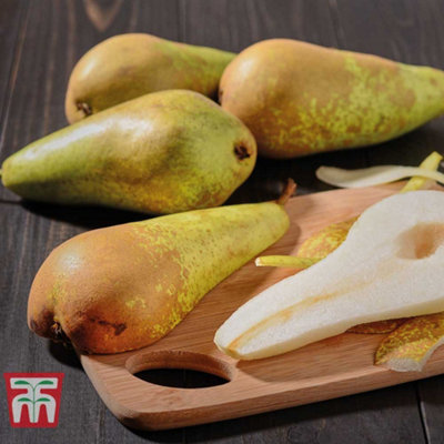 Pear (Pyrus) Conference Organic (Quince A) 1 Bare Root Tree
