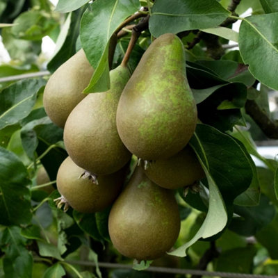 Pear (Pyrus) Conference Patio Standard (Quince C) 5L Potted Plant x 1