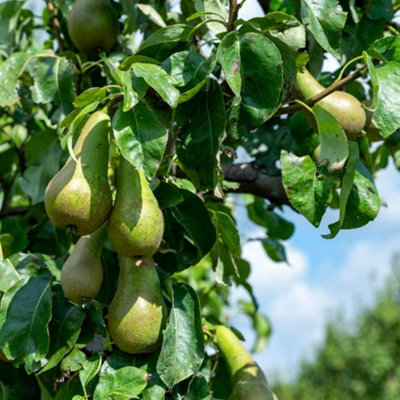 Pear (Pyrus) Conference Patio Standard (Quince C) 5L Potted Plant x 1