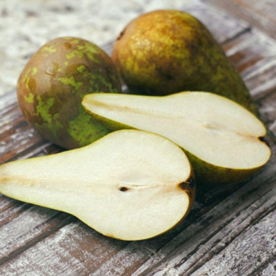 Pear (Pyrus) Conference (Quince A) 12L Pot x 1