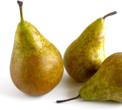 Pear (Pyrus) Conference (Quince A) 12L Pot x 1