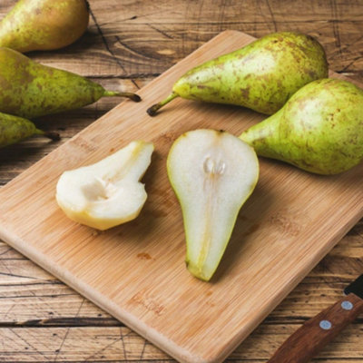 Pear (Pyrus) Conference (Quince A) 12L Pot x 1