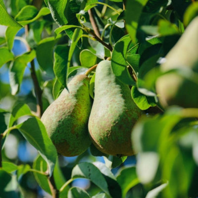 Pear (Pyrus) Conference (Quince A) 12L Pot x 1