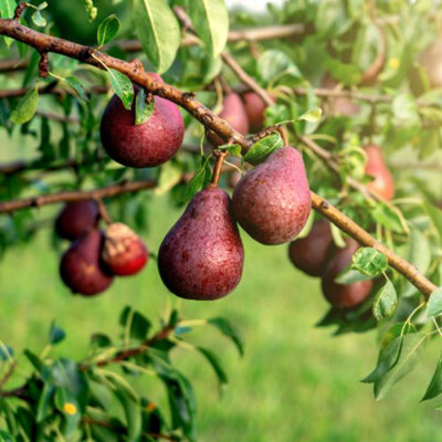 Pear (Pyrus) Family Tree (Quince A) 1 Bare Root Tree
