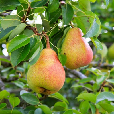 Pear Williams - Fruit Tree, Outdoor Garden Plant Patio Trees (4-5ft ...