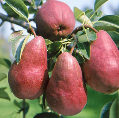 Pear Williams Red Fruit Tree 6ft Tall Supplied in a 12 Litre Pot by ...