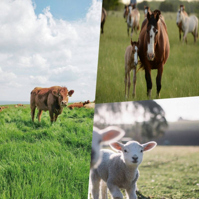 Pegdev - PDL - Paddock Grass Seed: Resilient, Versatile, and High ...