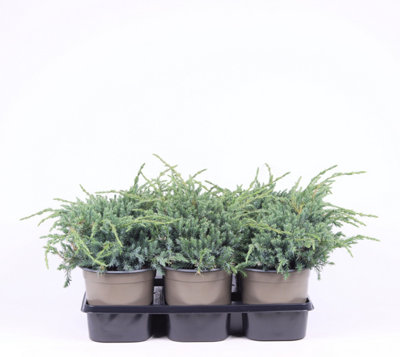 Pel Fresh&Fruity Lemon Fresh, 12cm Pot Size, 20cm Tall, Mixed scented ...