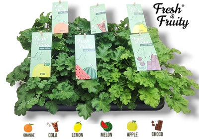 Pel Fresh&Fruity Mixed, 12cm Pot Size, 20cm Tall, Cola scented ...