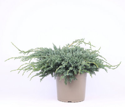 Pel Fresh&Fruity Mixed, 12cm Pot Size, 20cm Tall, Cola scented ...