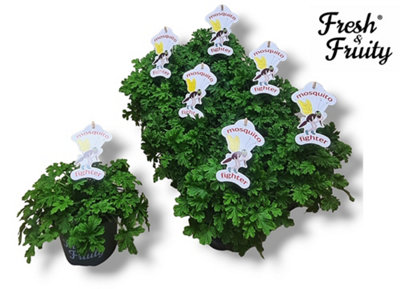 Pel Fresh&Fruity Mosquito Figh, 12cm Pot Size, 20cm Tall, Melon scented ...