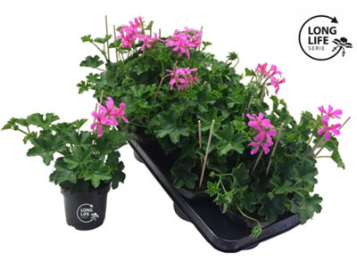 Pel Pelt Balkon Lila, 510cm Pot Size, 25cm Tall, Orange Fizz ...