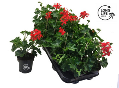 Pel Pelt Balkon Rood, 510cm Pot Size, 25cm Tall, Lilac balcony ...