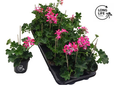 Pel Pelt Balkon Roze, 510cm Pot Size, 25cm Tall, Red balcony ...