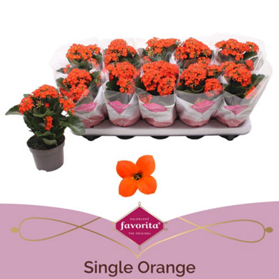 Pel Pelt Balkon Roze, 510cm Pot Size, 25cm Tall, Red balcony ...