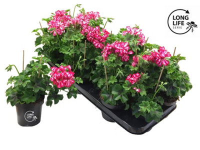 Pel Pelt Dubbel 2Kl Roze - Roo, 510cm Pot Size, 25cm Tall, White ...