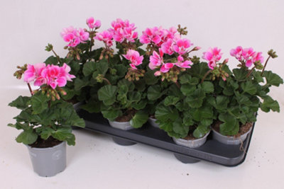 PEL ZON RAIKO, 10CM POT SIZE, 28CM TALL, RAIKO,INDOOR HOUSEPLANT