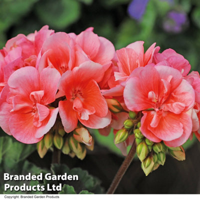 Pelargonium Grandeur Salmon Princess (Classic Salmon) 50mm Plug Plant x 5
