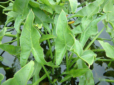 Peltandra undulata - 3x 1Ltr Plants - Marginal Aquatic Pond Plant