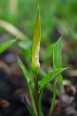 Peltandra undulata - 3x 1Ltr Plants - Marginal Aquatic Pond Plant