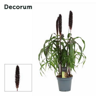 Pennisetum Purple Baron, 17cm Pot Size, 70cm Tall, Purple Baron, Indoor ...