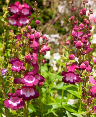 Buy Penstemon Collection - 6 different penstemon plants chosen from the ...