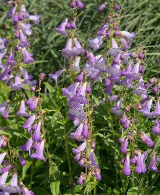 Penstemon Collection - 6 different penstemon plants chosen from the ...