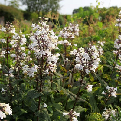 Penstemon Digitalis Husker Red Beard Tongue 9cm Pot Perennial Plant
