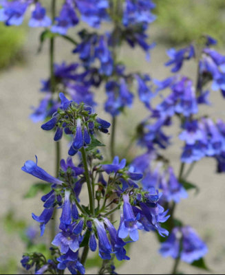 Penstemon Electric Blue - 5 Young Plants