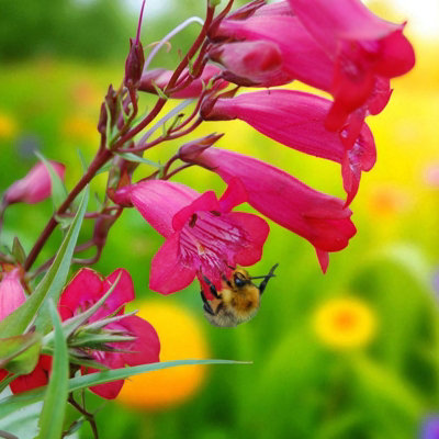 Penstemon Firebird Plant 2 x 9cm Pot - Summer Flowering Hardy ...