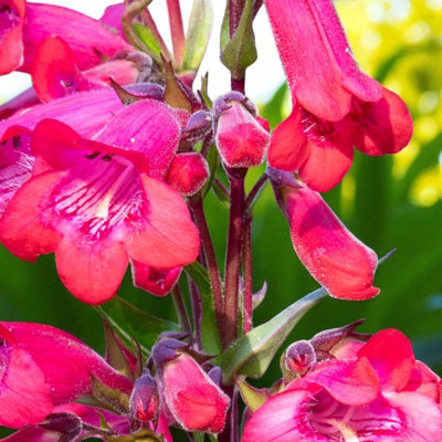 Penstemon Firebird Plant 3 x 9cm Pot - Summer Flowering Hardy ...