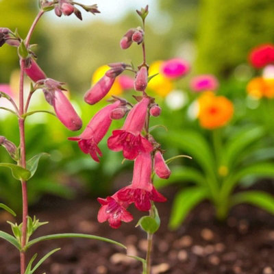 Penstemon Firebird Plant 3 x 9cm Pot - Summer Flowering Hardy ...