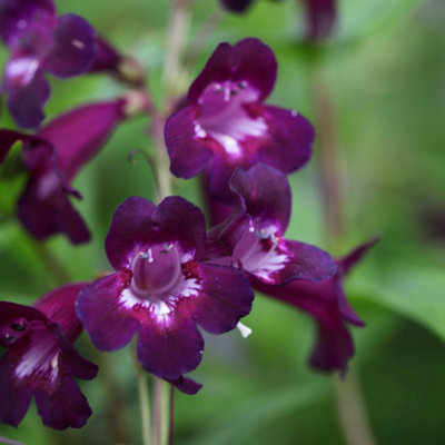 Penstemon Pensham Plum Jerkum Beard Tongue 9cm Pot Perennial Plant