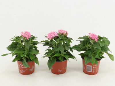 Pentas Lanc Graffiti Pink, 12cm Pot Size, 30cm Tall, Graffiti Pink ...