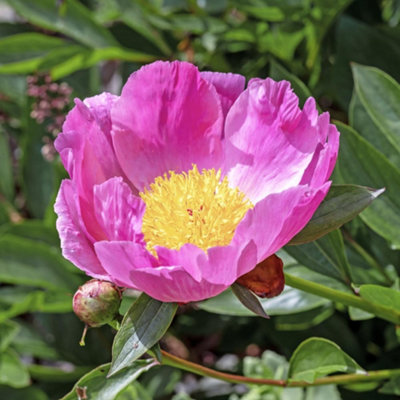Peony Athens Stunning Perennial 1 Bare Root