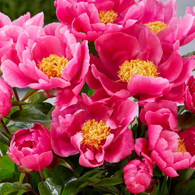 Peony Athens Stunning Perennial 3 Bare Roots