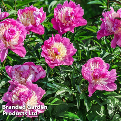 Peony Bowl of Beauty 3 Bare Root Plants 1/2 Eye