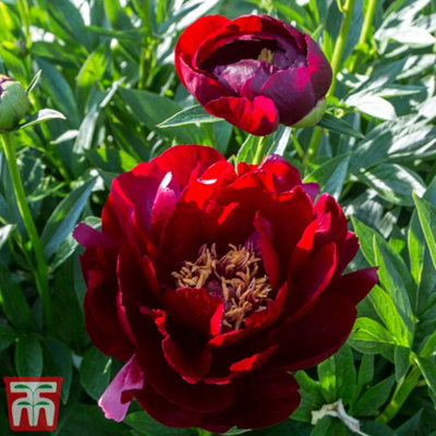 Peony Buckeye Belle 1 Bare Root