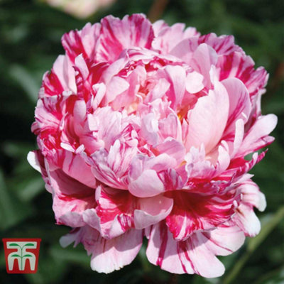 Peony Candy Stripe 1 Bare Root