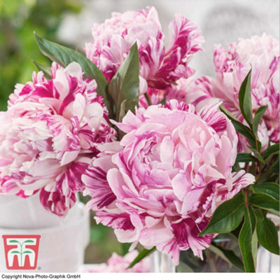 Peony Candy Stripe 3 Bare Root Plants