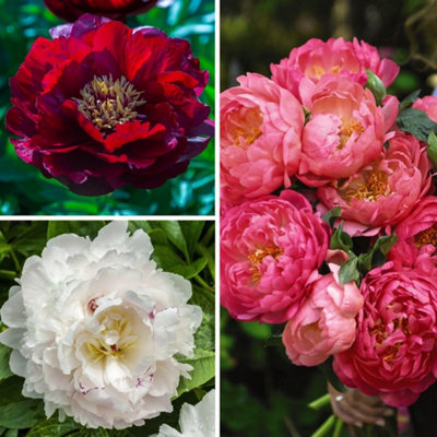 Peony Collection Exclusive 3 Bare Roots