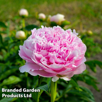 Peony Dinner Plate 3 Bare Root Plants