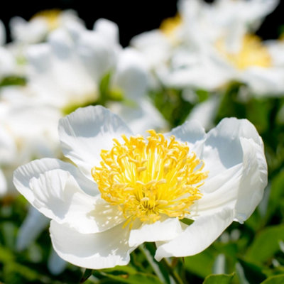 Peony Dublin Perennial 1 Bare Root