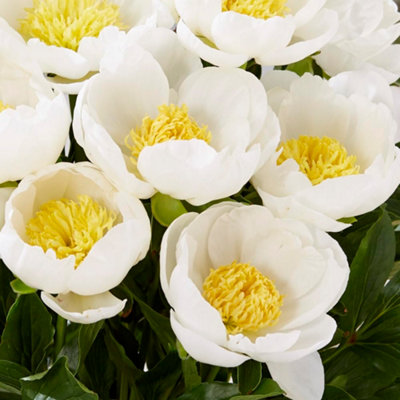 Peony Dublin Stunning Perennial 3 Bare Roots