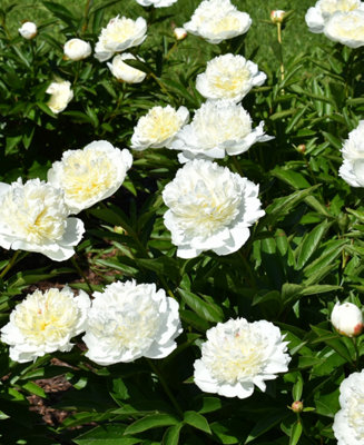 Peony Lancaster Imperial - Fragrant Large Blooms - 1 x 2L pot