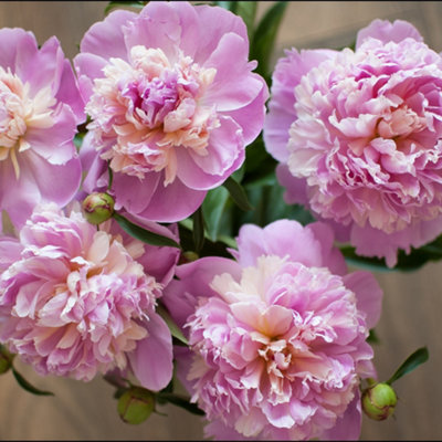 Peony - Paeonia lactiflora Chiffon Parfait - Supplied as a bare root with 3-5 eyes